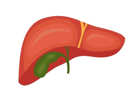 Liver And Pancreas Vector Illustration In Cartoon Style 10810335