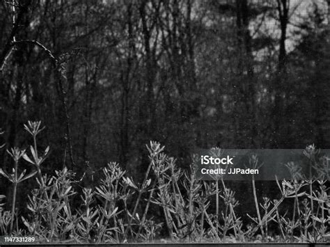 로열티 프리 사진창 밖을 바라보는외부의 보기bw 자연 촬영을 통해 보이는 창 밖으로 보이는내부매력적인 Bw 자연 배경 이미지연약한 젊은 식물 숲 0명에 대한 스톡 사진 및