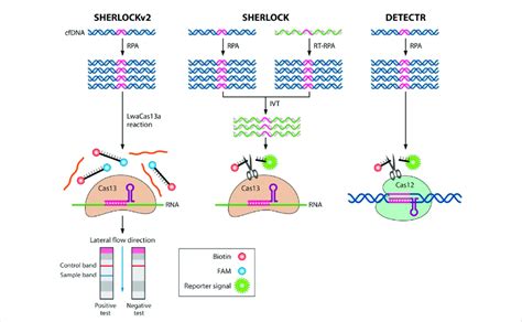 Crispr Cas Technologies For Nucleic Acid Detection In Sherlockv2 Crispr Cas Technologies For Nucleic Acid Detection In Sherlockv2