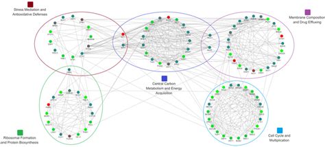 protein protein interaction network of t roseum under cuminal exposure