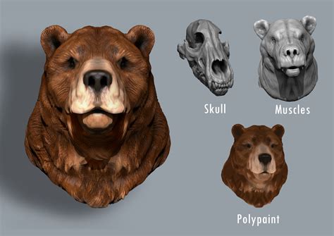 Brown Bear Skull
