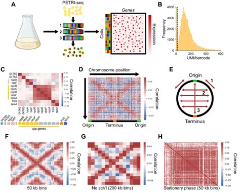 Scrna Seq Of Proliferating S Aureus Reveals A Global Pattern Of Gene Download Scientific