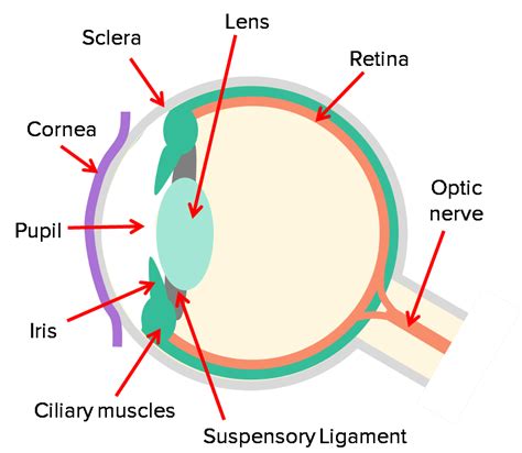 The Eyes Questions And Revision MME