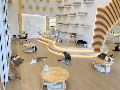ชอบจัง บางแสน คาเฟ่แมว 🐈🐯ตรงข้าม ม บูรพา Mali Cat Cafeand