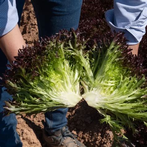 Red Apollo Agrosabas