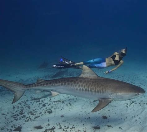 Ocean Ramsey Is The Beautiful Shark Defender You Need To Know About Maxim
