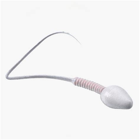 Human Sperm Cell Rigged For Maya 3d Model 29 Ma Free3d