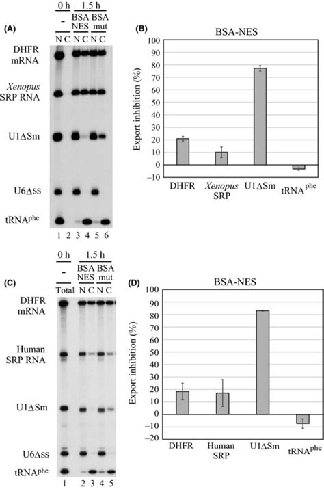 Exportin 5 Mediates Nuclear Export Of Srp Rna In Vertebrates Pmc