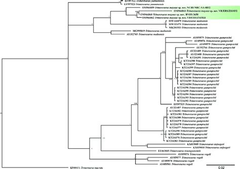 Bayesian Inference Phylogeny Of Members Of The Subgenus Viridovipera Download Scientific