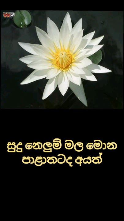 සුදු නෙලුම් මල මොන පාළාතටද අයත් වන්නේ 😱🥰 Shots Srilankatravelvlog Youtube