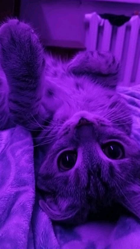 Purple Aesthetic Cat Pfp