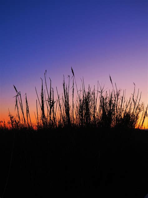 보라색과 푸른 하늘을 배경으로 키 큰 풀의 실루엣 사진 Unsplash의 무료 세트 이미지