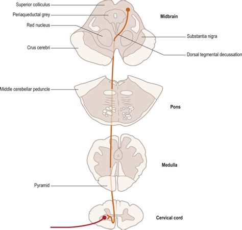 Bab Diagram Tectospinal Tract Diagram Quizlet