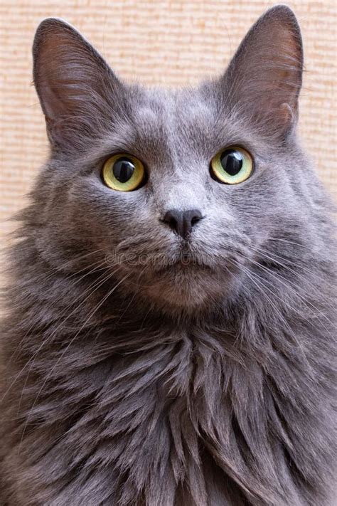 Gray Fluffy Big Cat Close Up Portrait Stock Image Image Of Furry