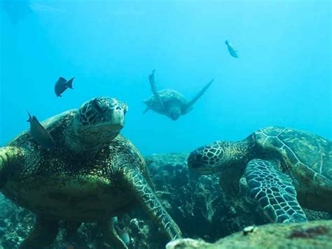 Turtle Canyon Hawaii Travel Guide
