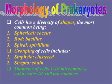Protist Fungi Bacteria And Lichens Ppt Download