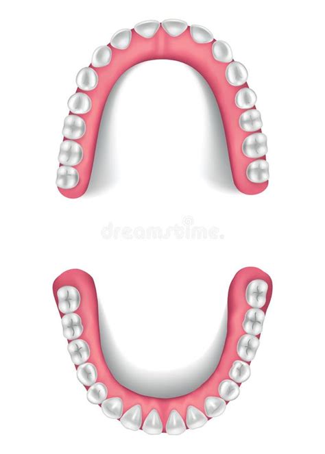 Tooth Anatomy Jaw Sweep Anatomical Chart Medical Banner Or Poster