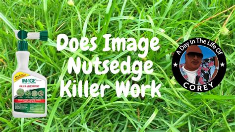 What To Use To Get Rid Of Nutsedge In Your Lawn Part One Before A