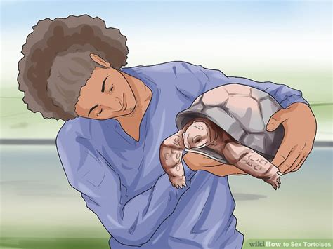 Ways To Sex Tortoises Wikihow