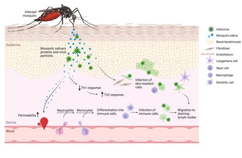 The Significance Of Mosquito Saliva In Arbovirus Transmission And