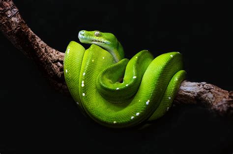 Demystifying Django Migrations Understanding Makemigrations Migrate