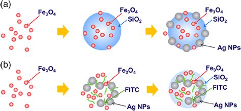 Synthesis Of A Fe3o4 Sio2 Ag Sers Nanoparticles And B Download Scientific Diagram