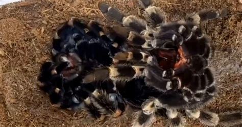 Timelapse Captures Seven Hour Process Of Tarantula Moulting National