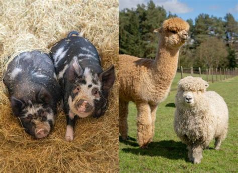 Alpaca Experiences Wood End Alpacas