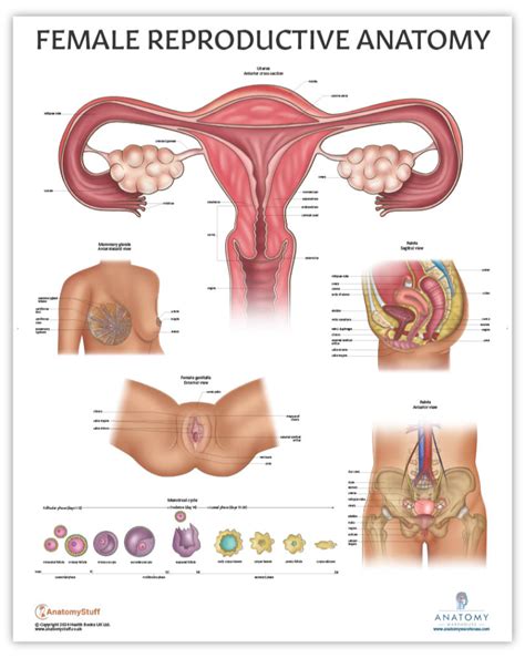 Anatomy Lab The Human Female Reproductive System Laminated Poster