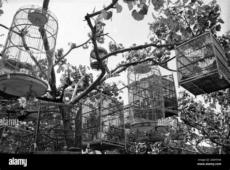 Bird Cages At A Bird Market In Yogyakarta In Indonesia The Cages Hang