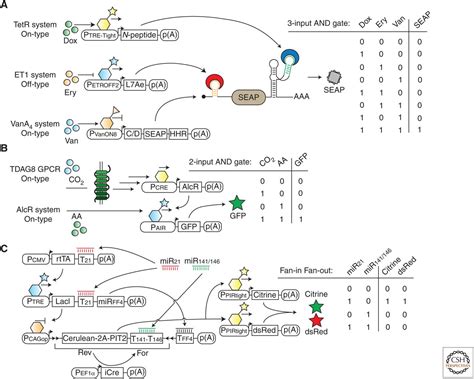 Engineering Gene Circuits For Mammalian Cellbased Applications