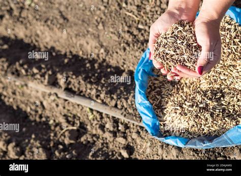 Womans Hand Planting Seeds Hi Res Stock Photography And Images Alamy