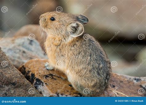 American Pika Stock Image Image Of Herbivore Round 34251585