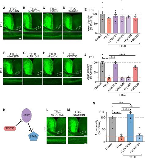 Figure 2 From An Activity Dependent Determinant Of Synapse Elimination