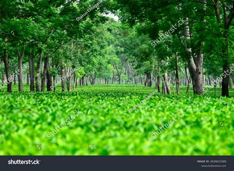 Agro Assam Résultats 37 Dimages Libres De Droits De Photos De
