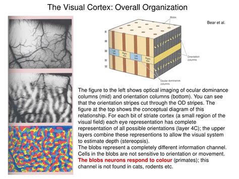 Ppt The Visual Cortex Anatomy Powerpoint Presentation Free Download Id 6628156