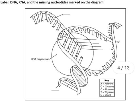 Label Dna Rna And The Missing Nucleotides Marked On The Diagram Toh 0p Rna Polymerase 4 13