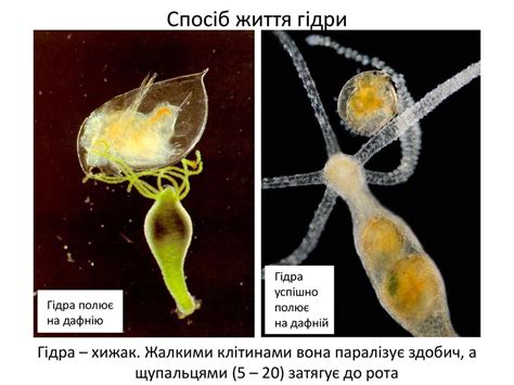 Прісноводна гідра презентация онлайн