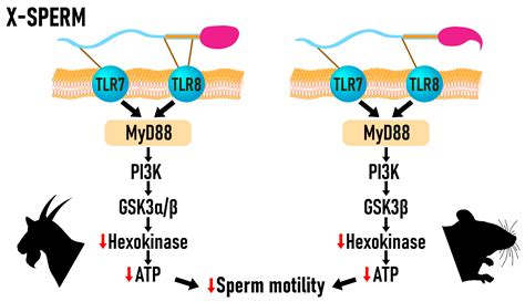 Molecular Constraints Of Sperm Sex Sorting Via Tlr78 Activation