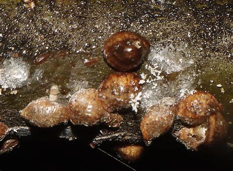 Coccidae Bugguide Net