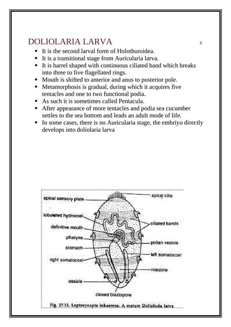 Larval Forms Of Echinoderms