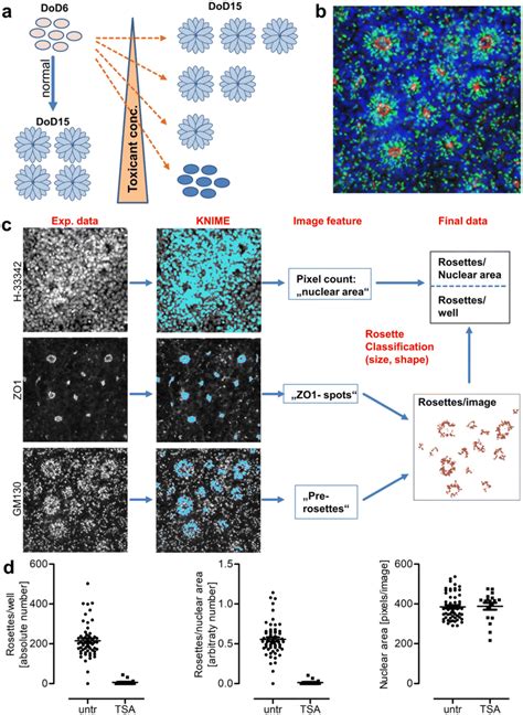 Quantification Of Rosette Formation Neural Rosettes Were Fixed Download Scientific Diagram