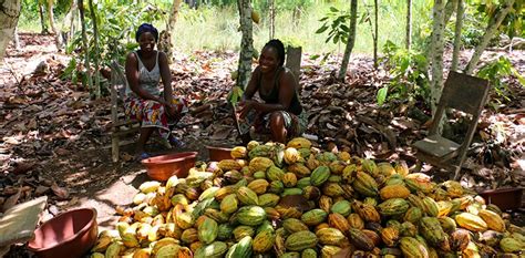 Clean The Sky Sustainable Cocoa Farming Initiatives