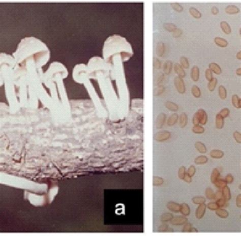 A Lignicolous Habit And Caespitose Growth Of Psathyrella Magambica