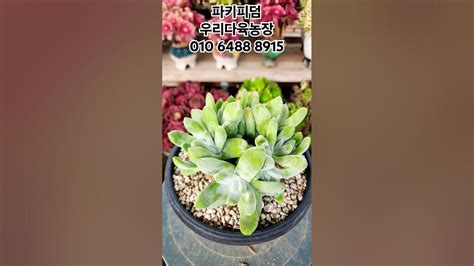 파키피덤 두들레야 다육이 우리다육농장 Youtube