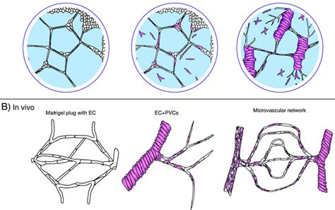 Summary Of Cell Based Vascularization Strategies In Vitro A And In