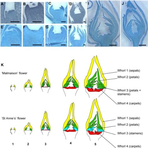 Longitudinal Sections Of Floral Meristems And Flowers D Open I