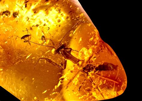 Inclusions In Amber Peltramminerals