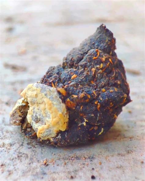 Chicken Poop Guide Is Your Chickens Poop Normal