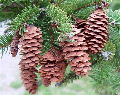 Crccd White Spruce Connecticuts Conservation Districts